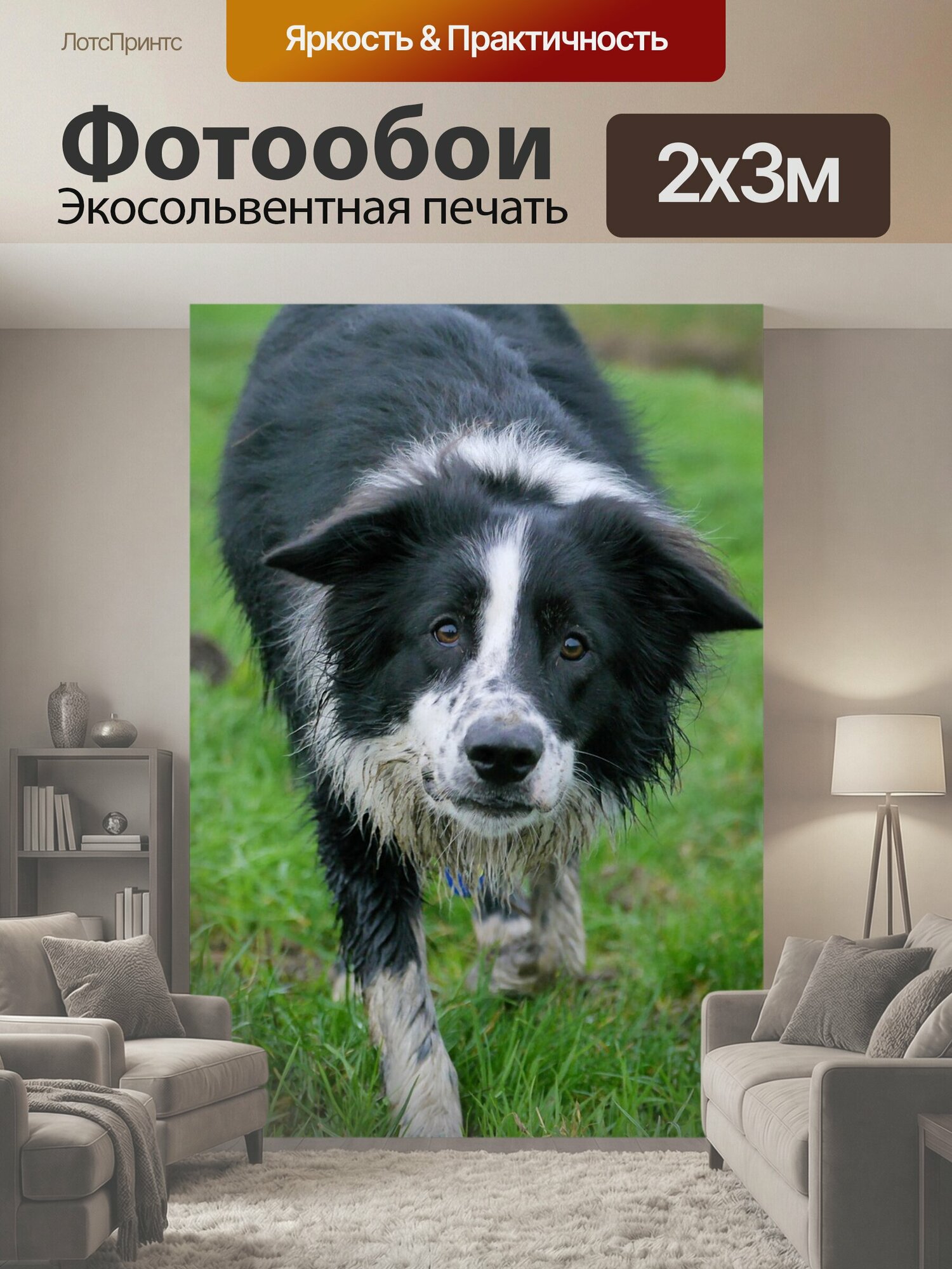 Фотообои "Бордер-колли, собака, колли" 200x300 см. экосольвентная печать