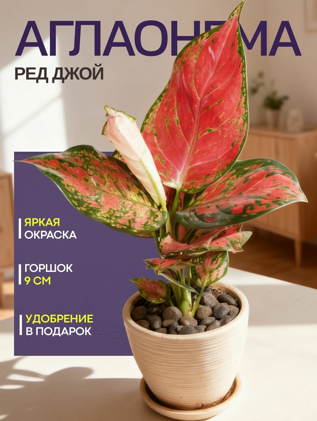 Комнатное растение Аглаонема "Ред Джой", в горшке, многолетнее, 32 см
