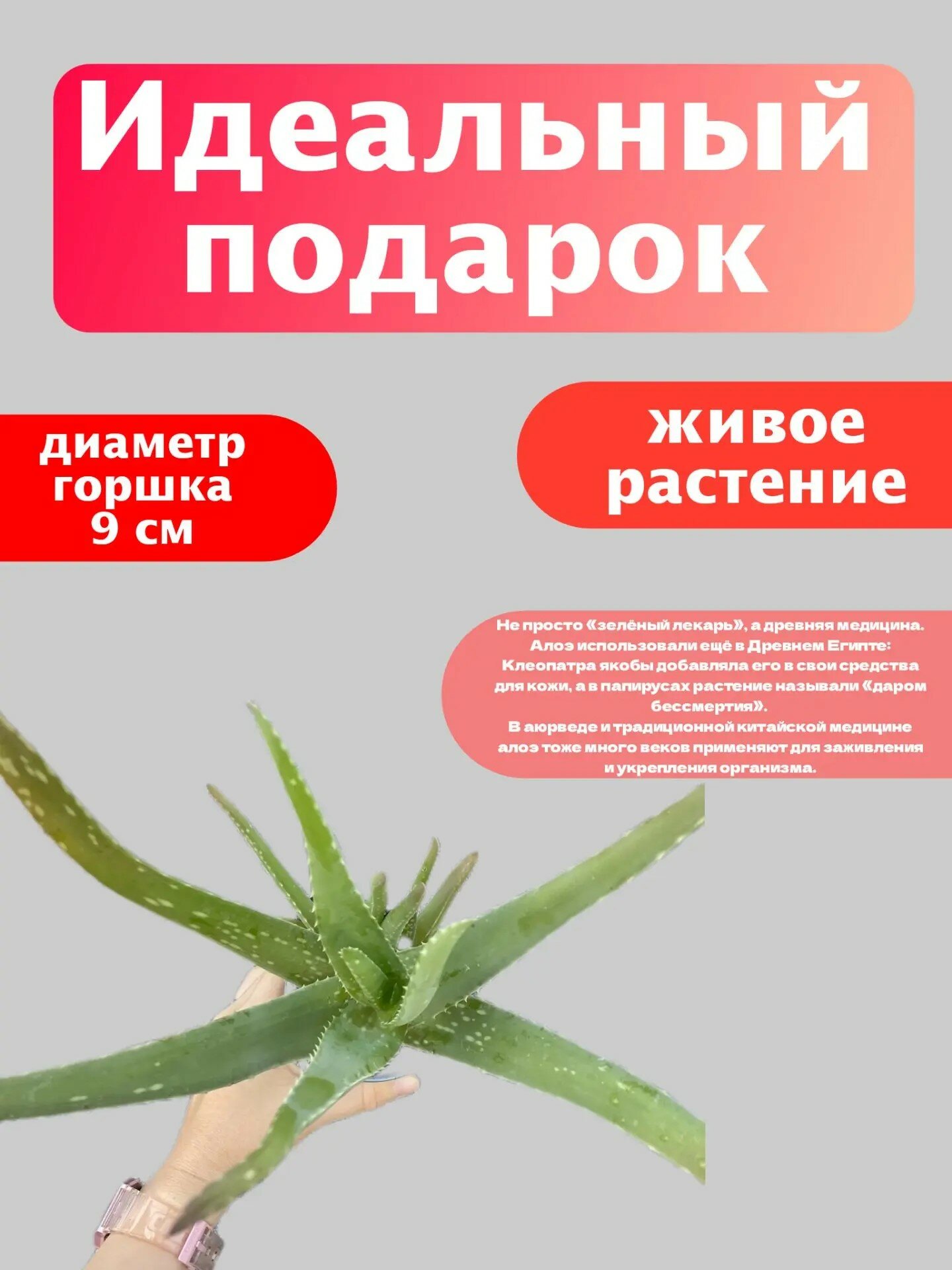 Алоэ Вера — фото 1