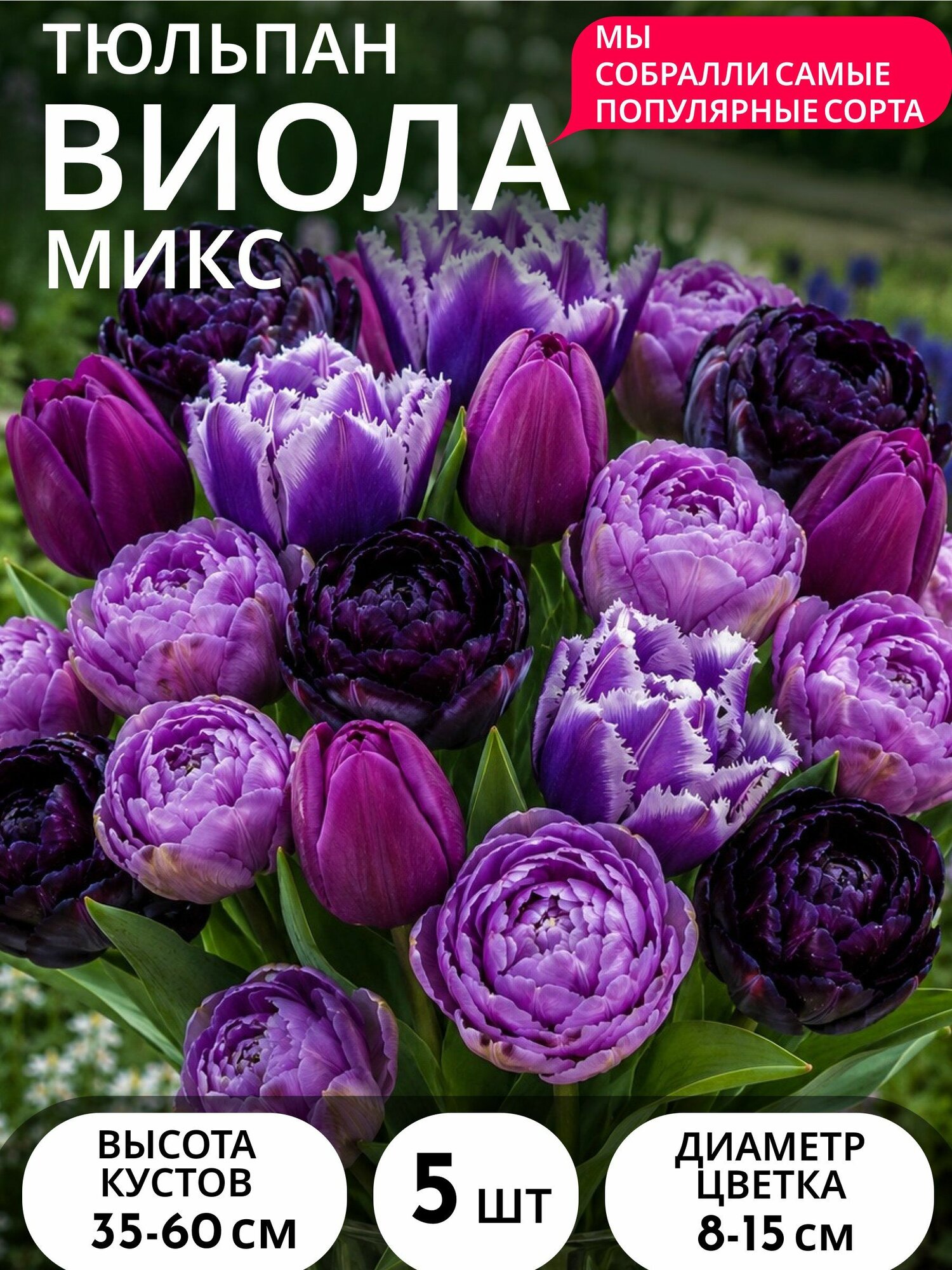 Луковицы Тюльпанов набор микс "Виола" набор - 5 шт в упаковке