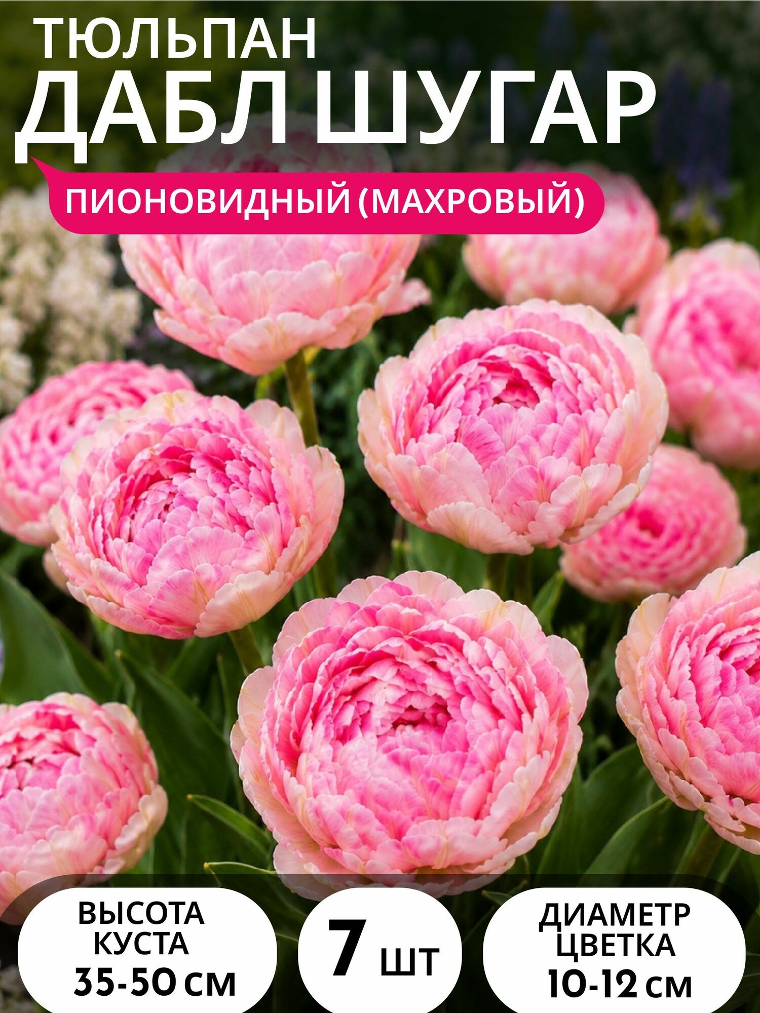 Тюльпаны махровые многолетние луковицы сорта "Дабл Шугар" -7 шт