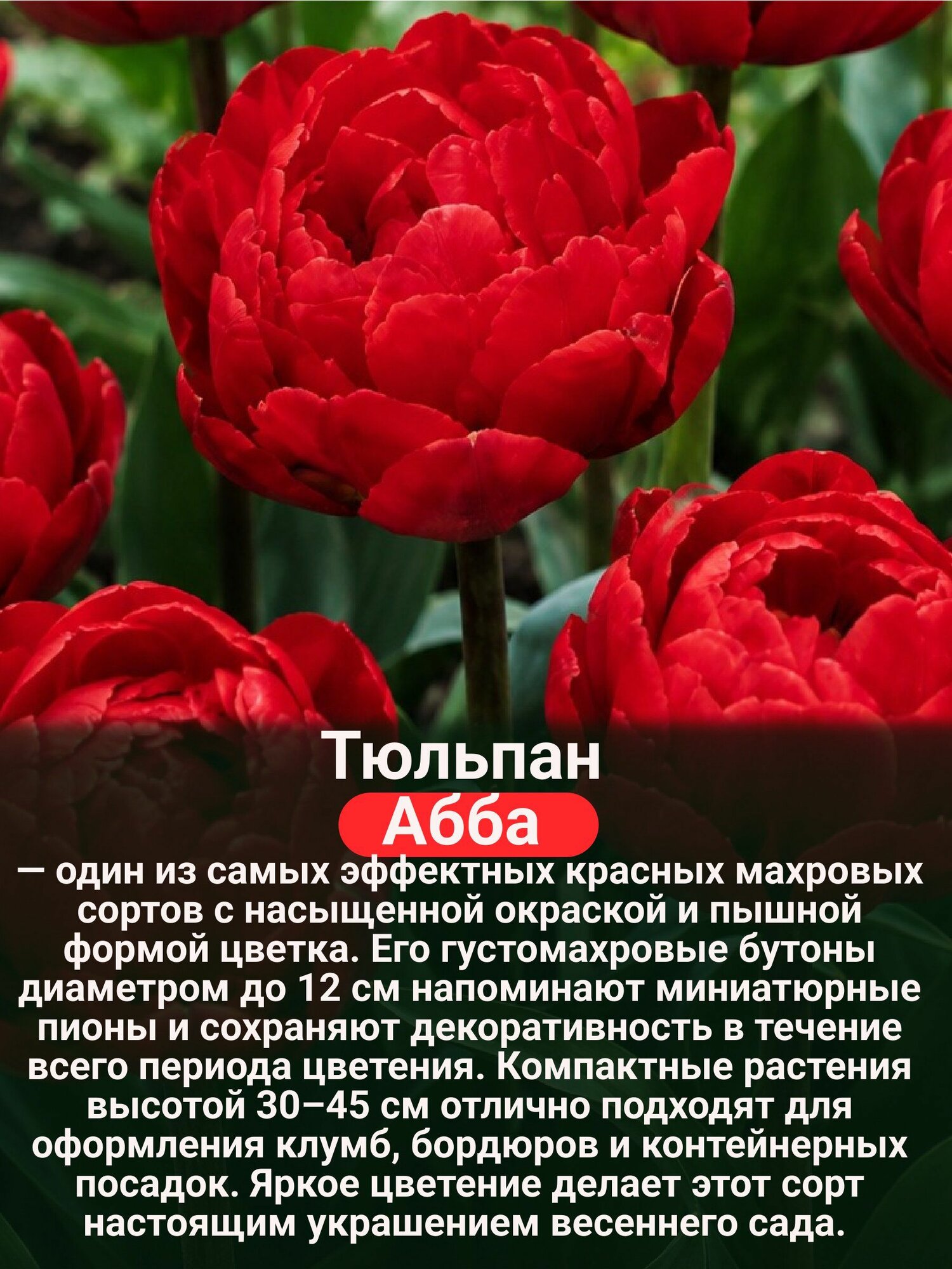 Тюльпаны густомахровые луковицы сорта "Абба" 7 шт в упаковке — фото 1