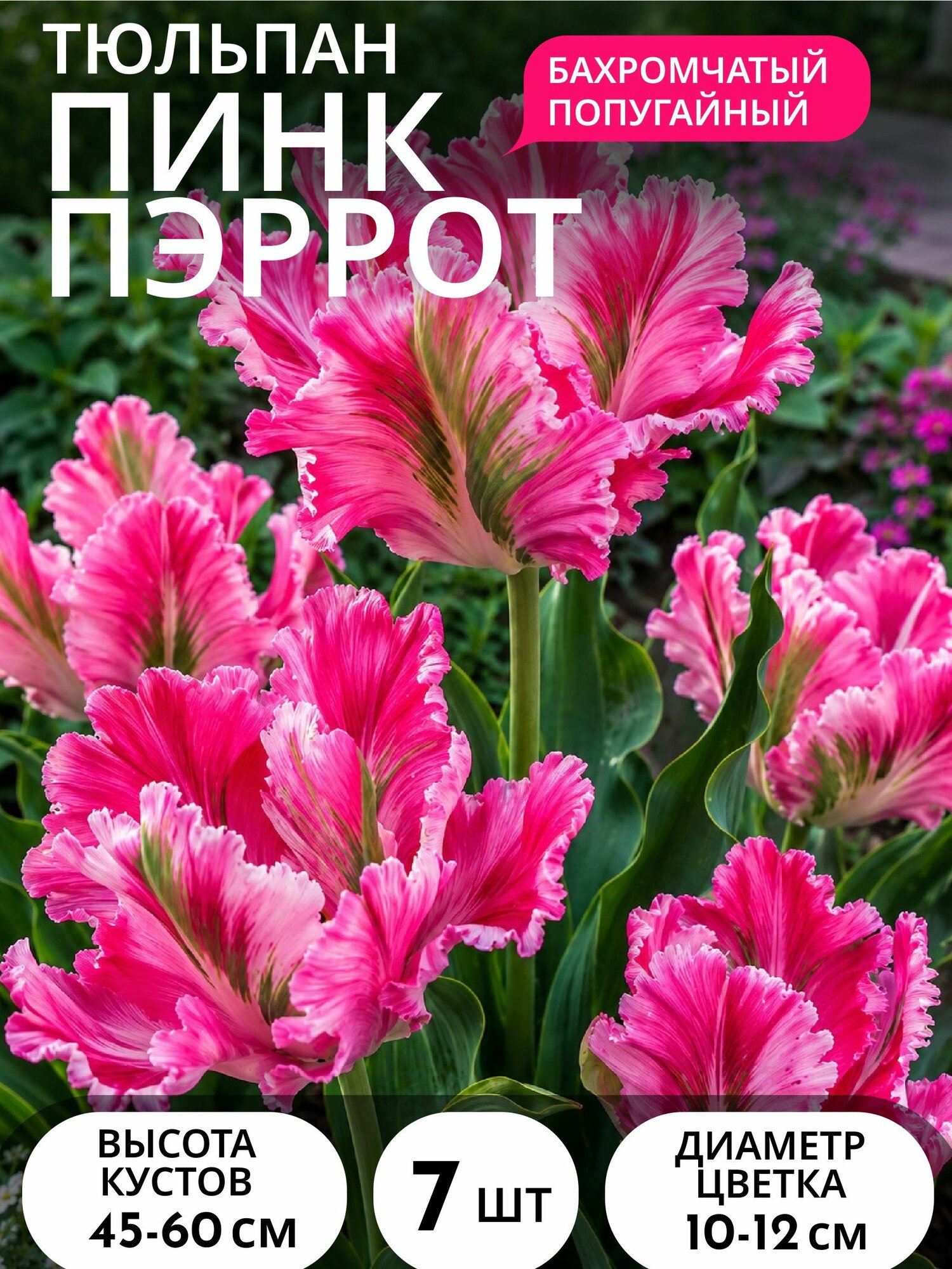 Тюльпаны луковицы многолетние сорта "Пинк Пэррот" - 7 шт в упаковке