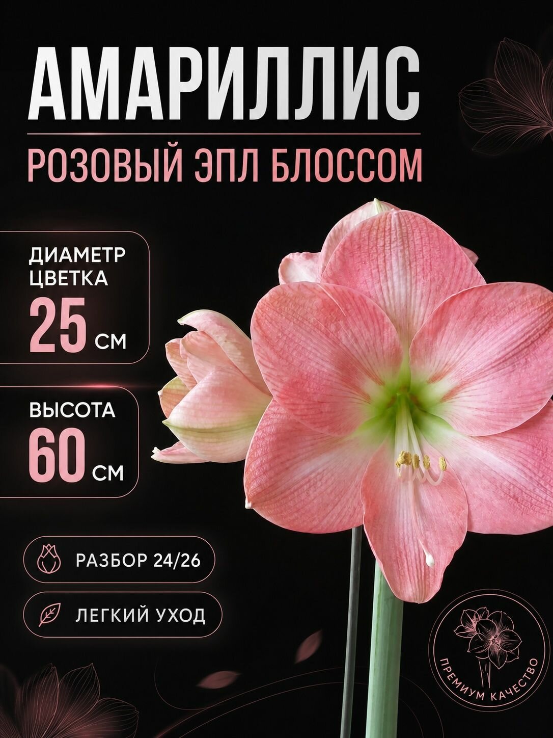 Амариллис луковица розовый Эпл Блоссом