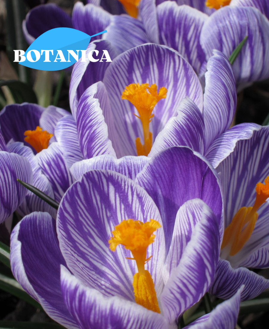 Луковицы цветов, botanica garden, Крокус Пиквик, сиреневый (7 штук)
