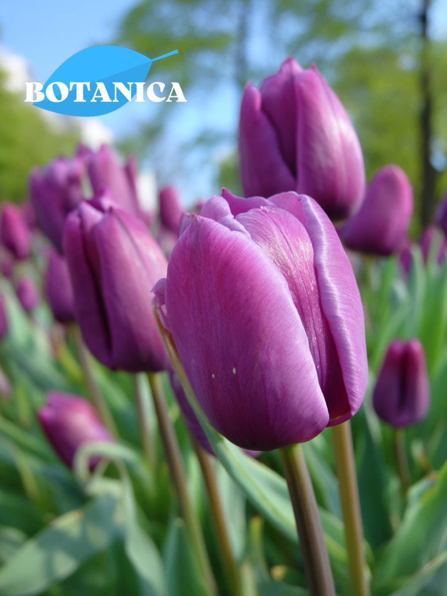 Луковицы цветов, botanica garden, Тюльпан Пёпл Равен 2 штуки (пурпурный)