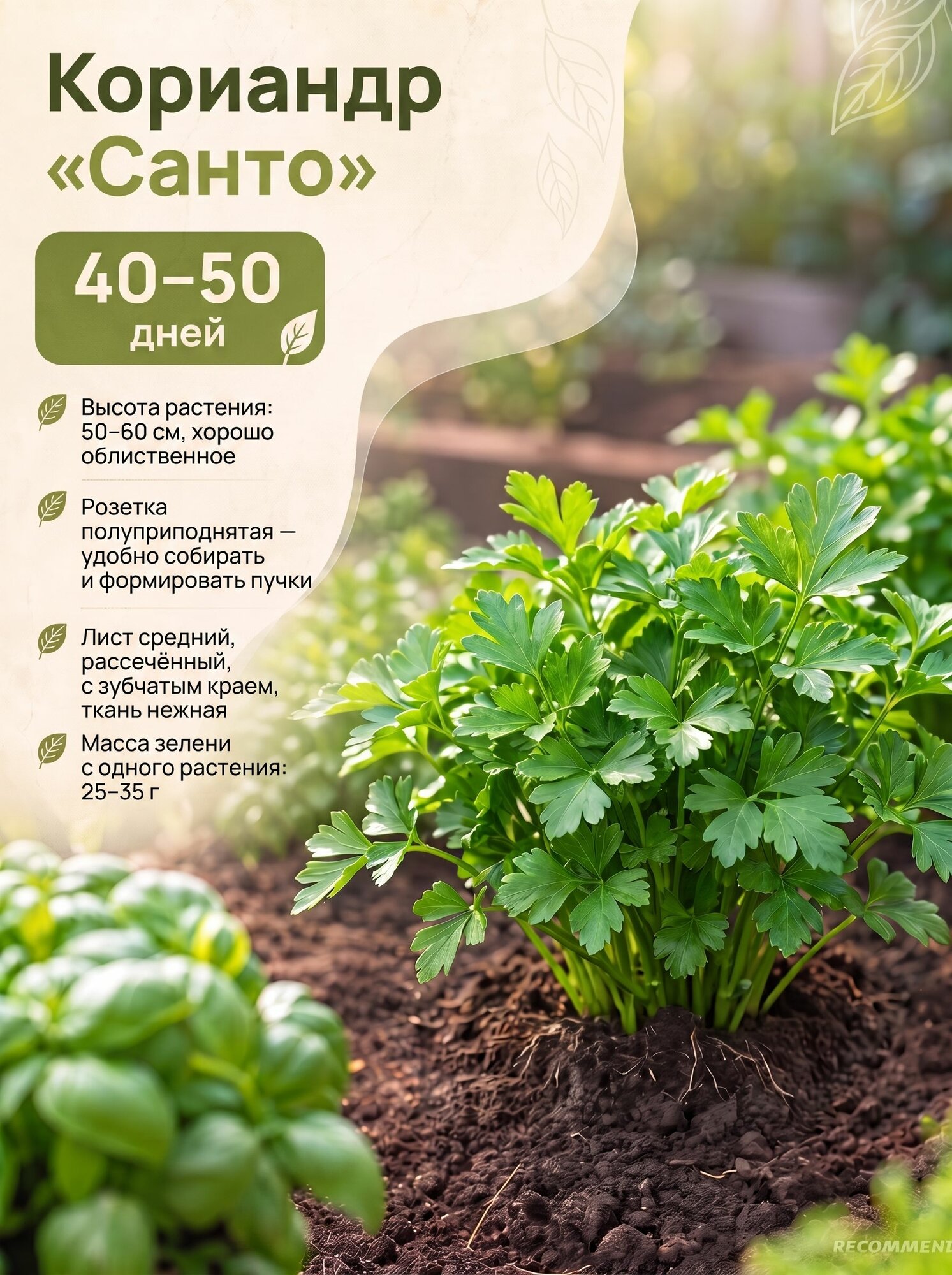Кориандр Санто, семена — фото 1