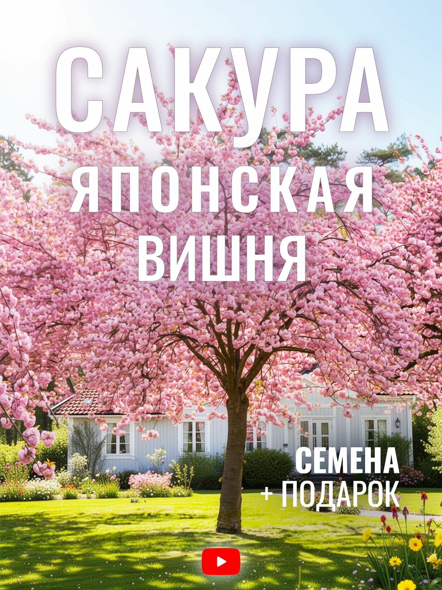 Сакура Японская Вишня, Семена, 5 шт, декоративное плодовое дерево, морозостойкость до -20 C семена сакуры морозостойкая сакура декоративное дерево