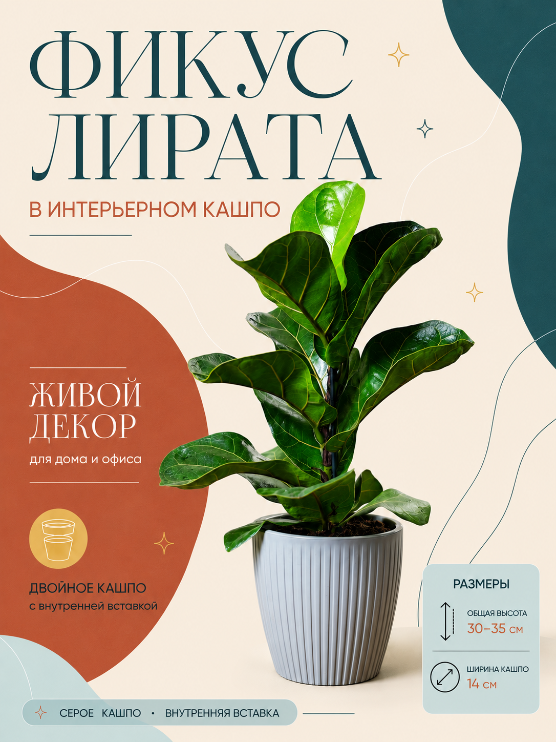 Geo Glass — Фикус Лирата в сером двойном кашпо с дренажной вставкой, живое растение 30-35 см для дома и офиса