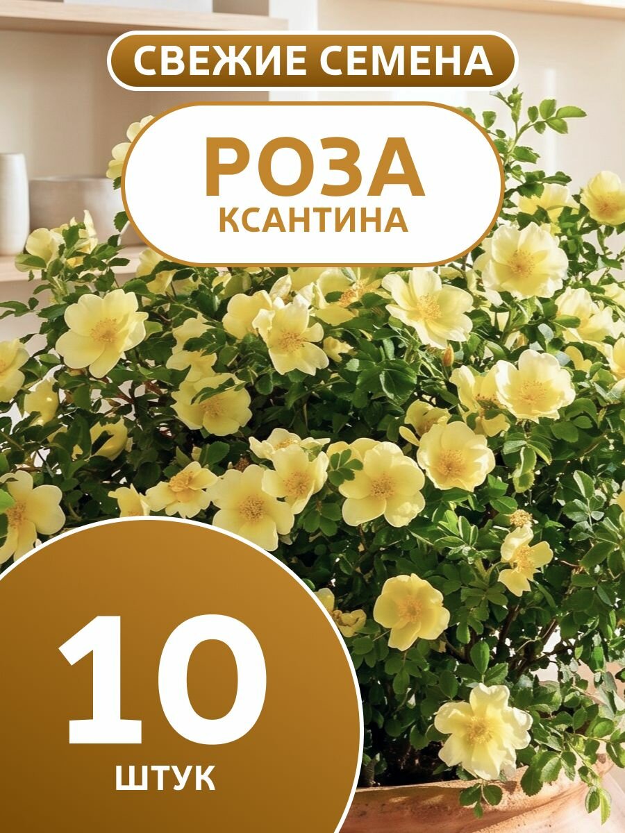 Роза семена для выращивания 10 шт