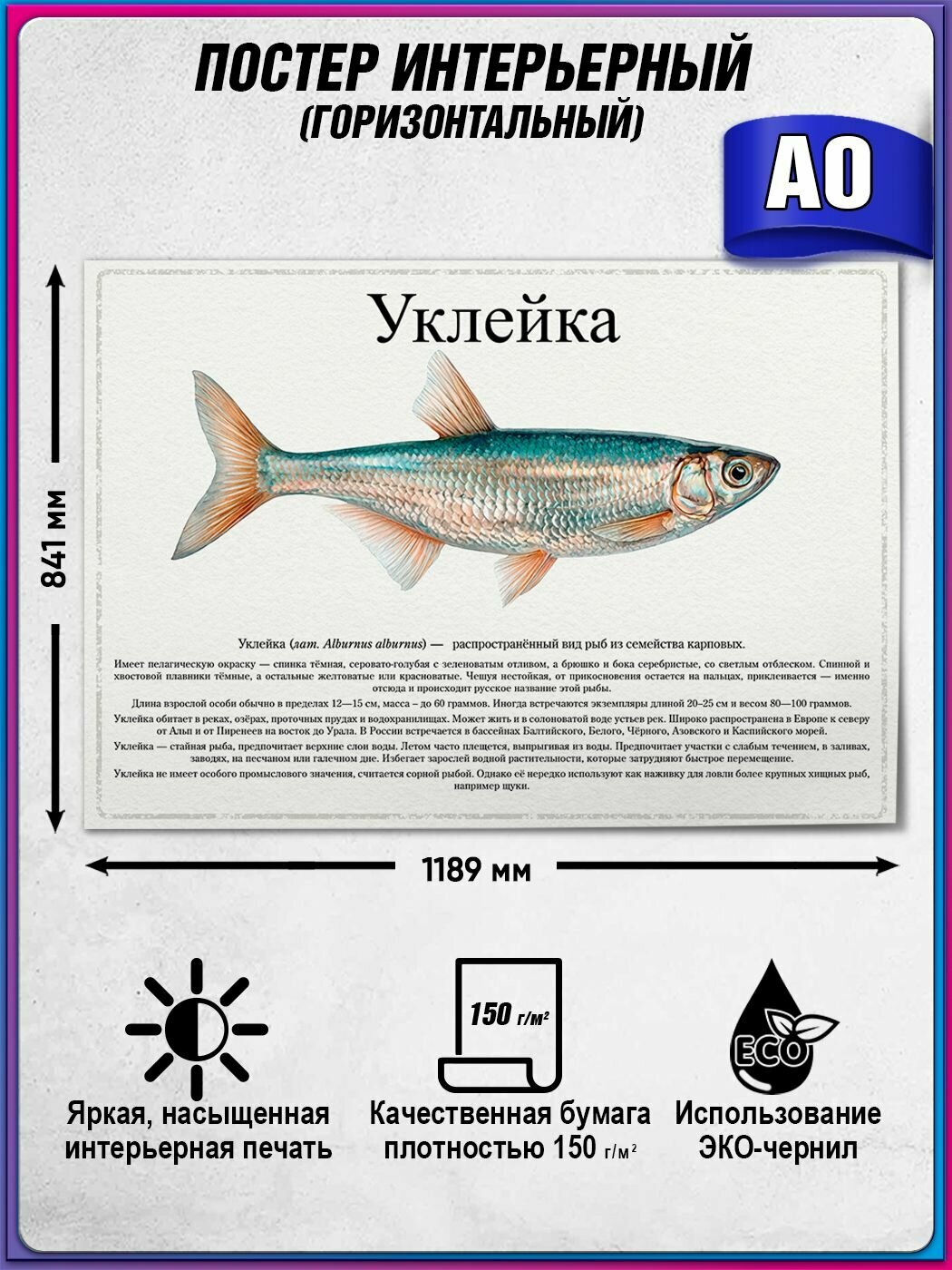Постер интерьерный "Чехонь" с описанием, плакат, подарок на День рыбака / А-0 (119x84 см.)