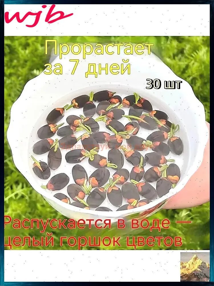 Семена кувшинок Кувшинки для прудов и домашних аквариумов, быстрое цветение