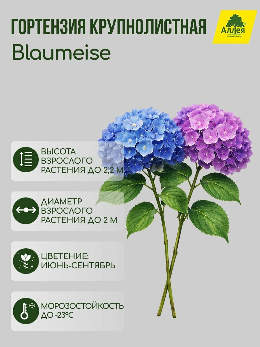 Гортензия крупнолистная Blaumeise P9