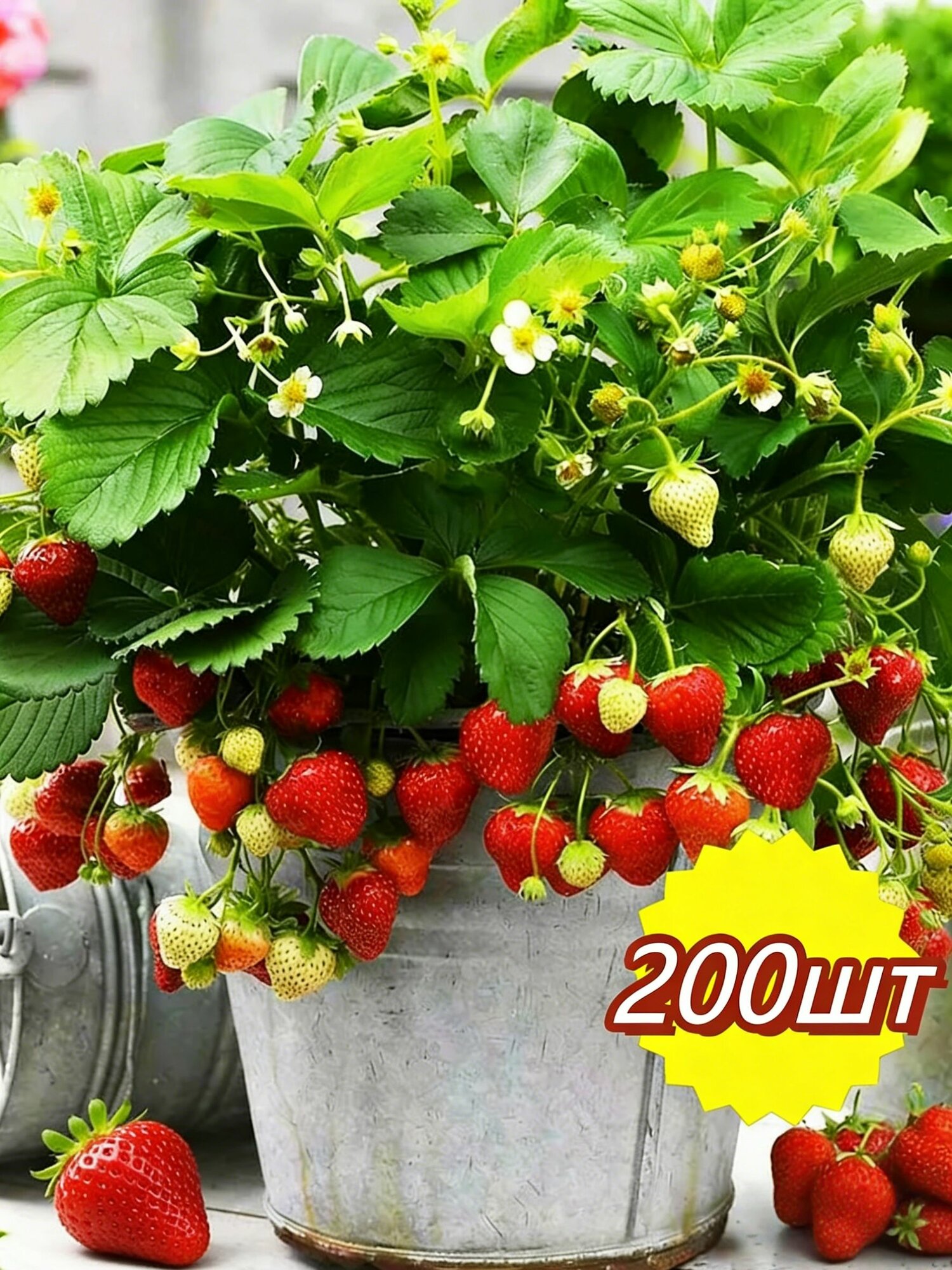 Семена Земляники круглогодичной для балкона, подоконника и открытого грунта, 200шт ремонтантная для дома и сада