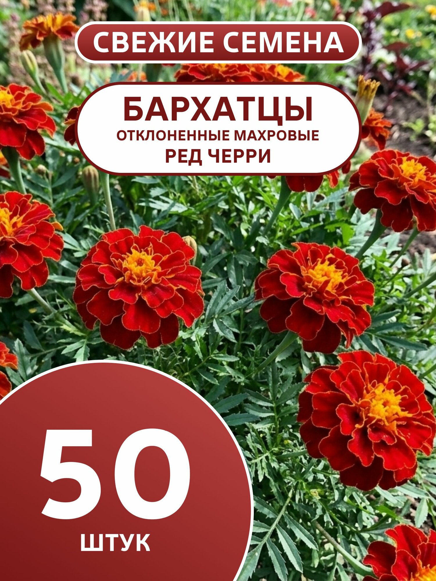 Бархатцы махровые семена для выращивания 50 шт