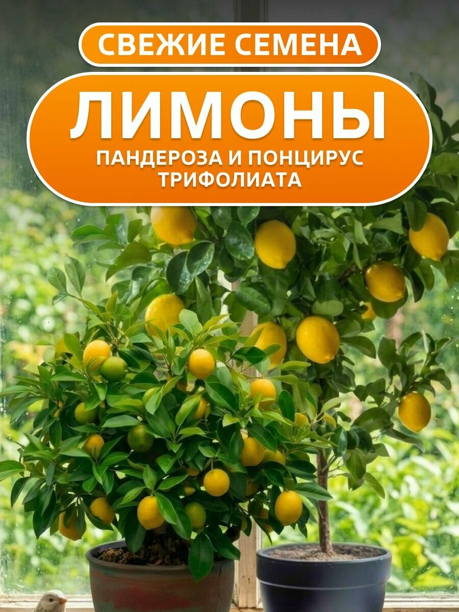Семена лимона Пандероза и Понцирус для выращивания, 10 шт
