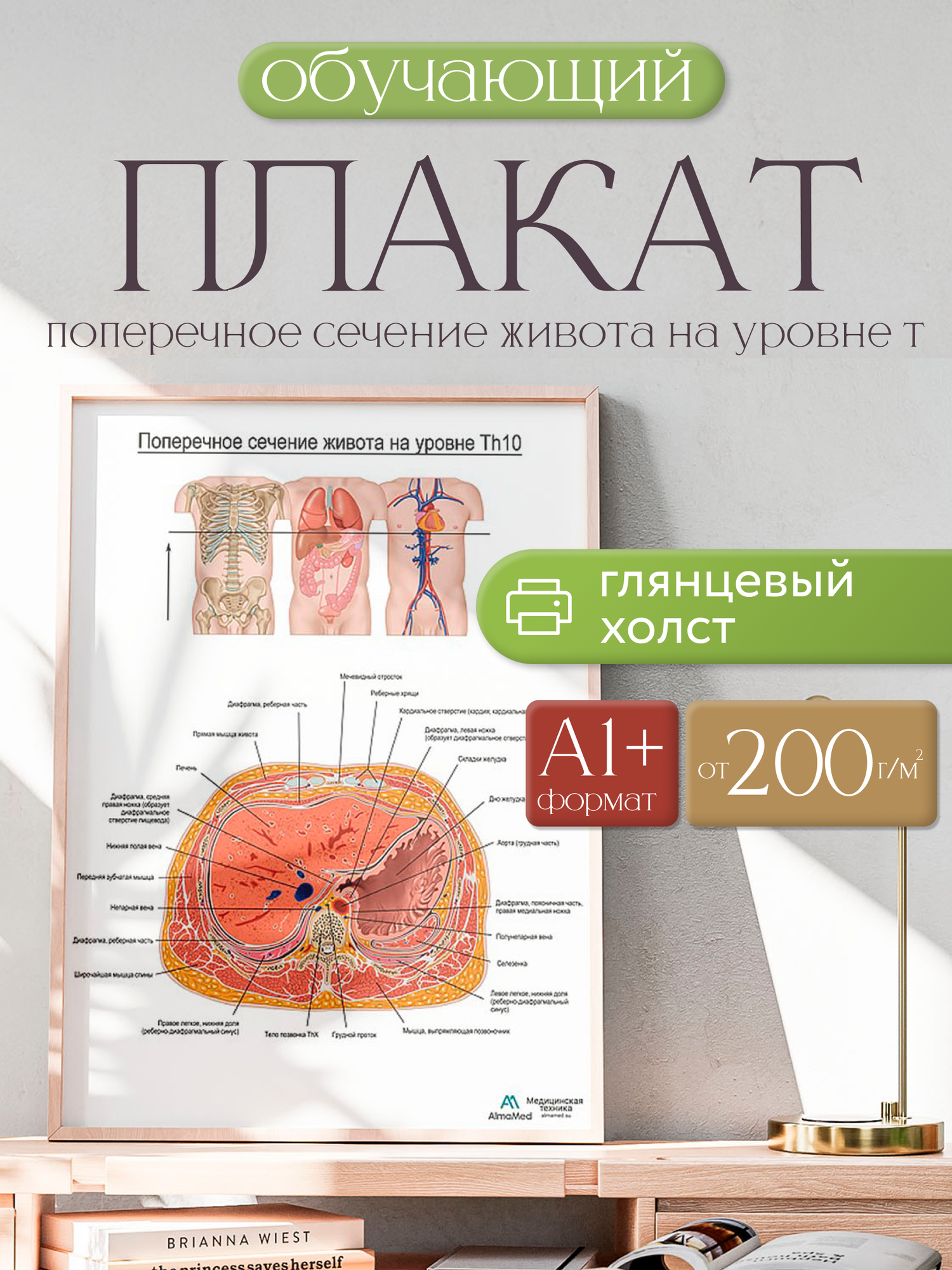 Обучающий плакат "Поперечное сечение живота на уровне Т10", размер А1+, глянцевый холст от 200г/м2