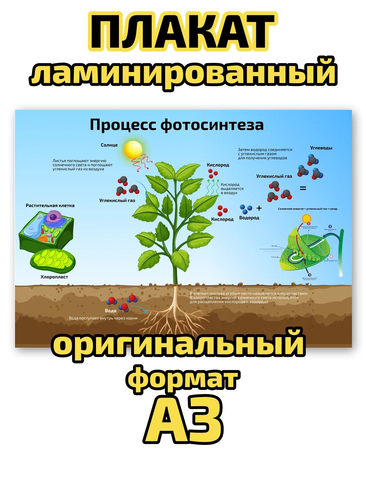 Плакат Квинг "Процесс фотосинтеза", ламинированный, А3, для изучения биологии и ботаники