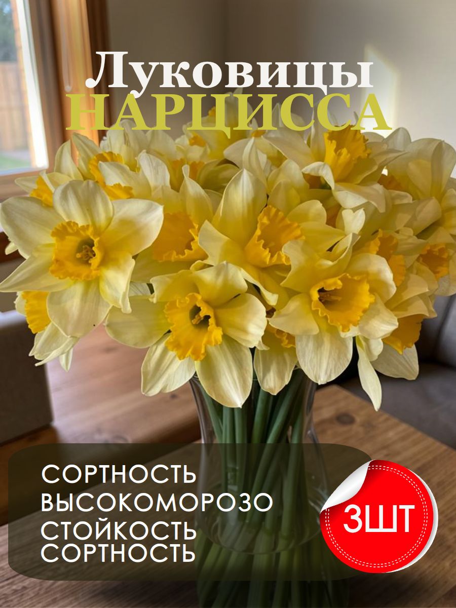 Луковицы Нарцисса