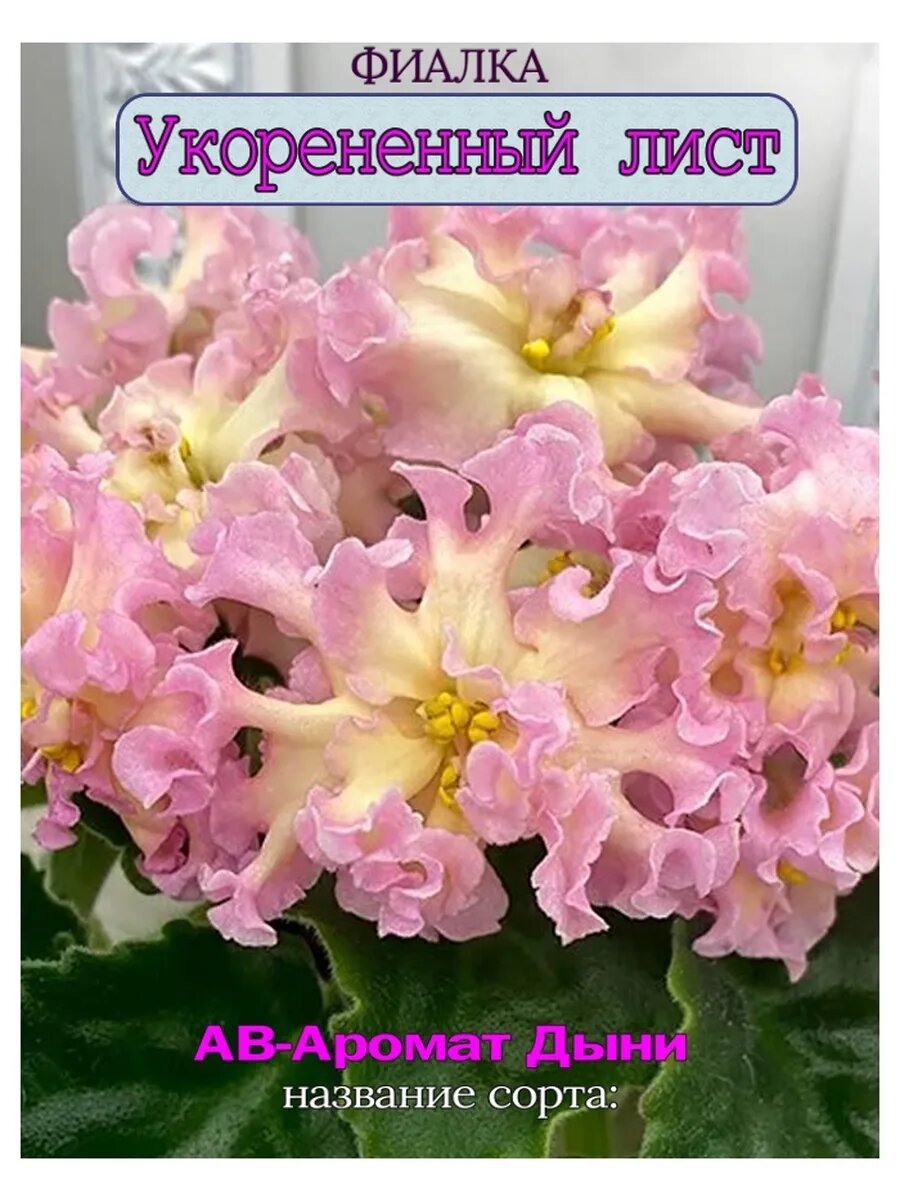 Фиалка комнатная сорт АВ-Аромат Дыни (укорен. лист) 1 штука в наличии