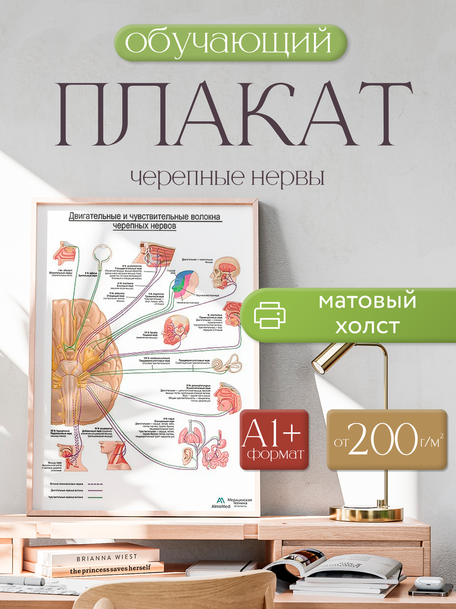 Обучающий плакат "Черепные нервы (двигательные и чувствительные волокна). Схема", размер А1+, матовый холст от 200г/м2