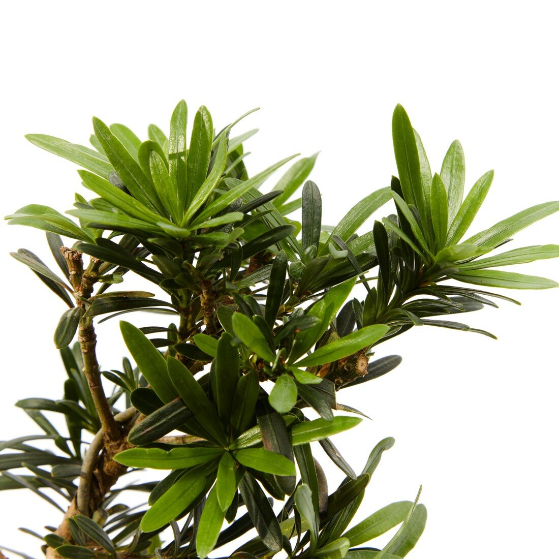 Бонсай Подокарпус d15