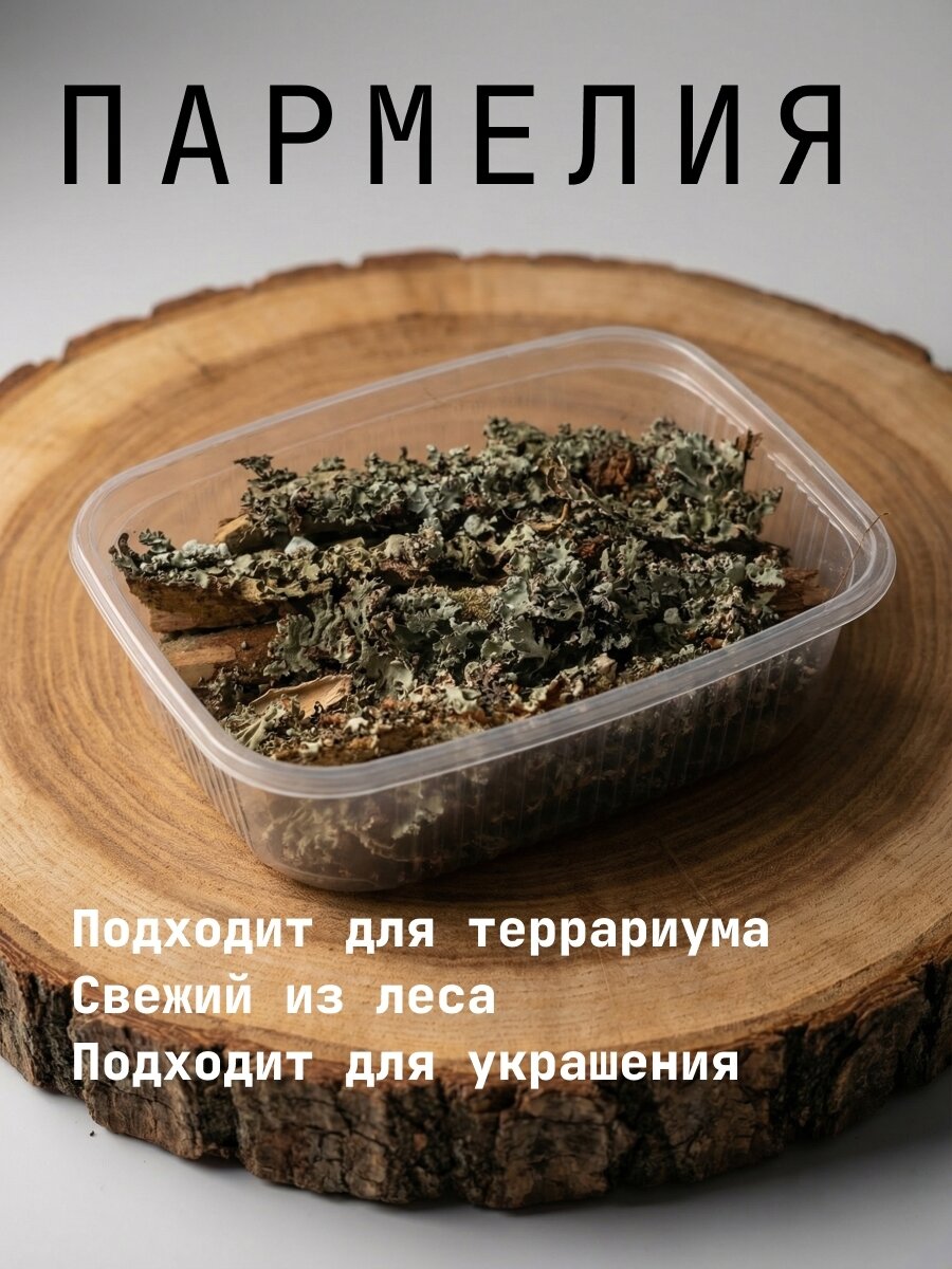 Мох пармелия, лишайник, свежий лесной, для растений и улиток