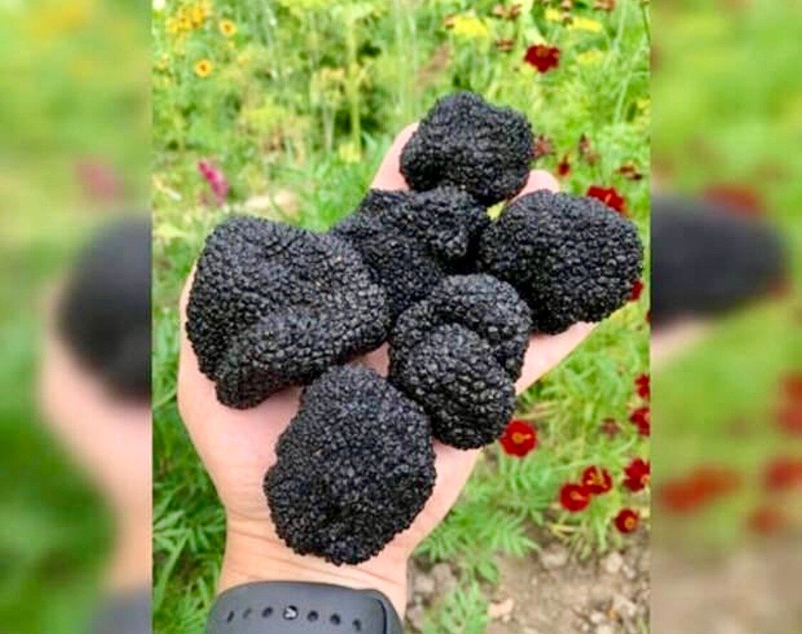 Мицелий гриба трюфель 2 упаковки