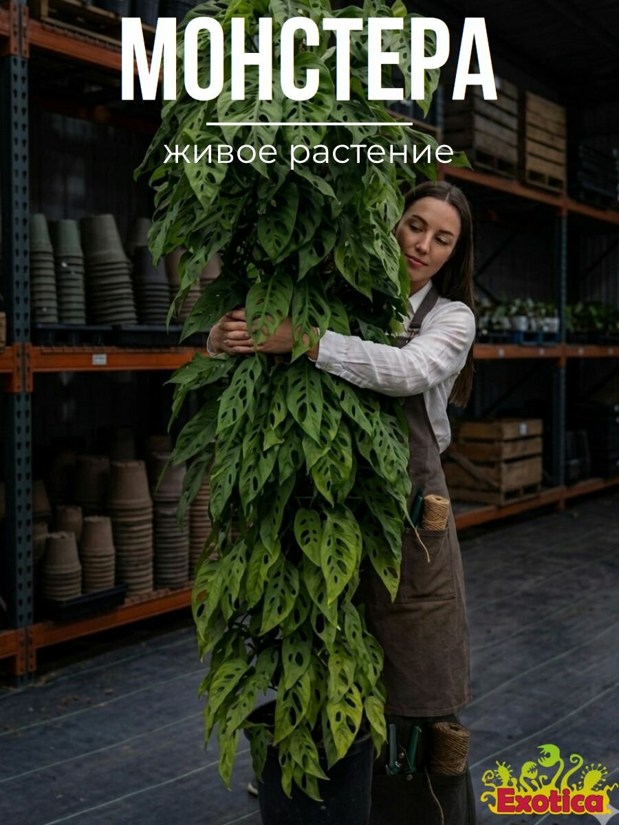Монстера Косая Адансона (Monstera Obliqua Adansonii) D11см, растение в горшке