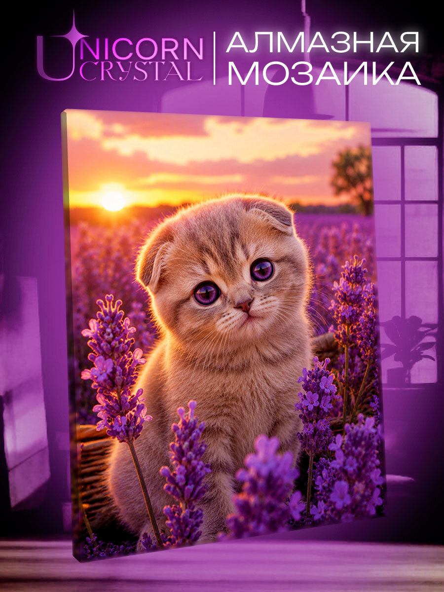 Алмазная мозаика Шотландский котёнок в лавандовом поле