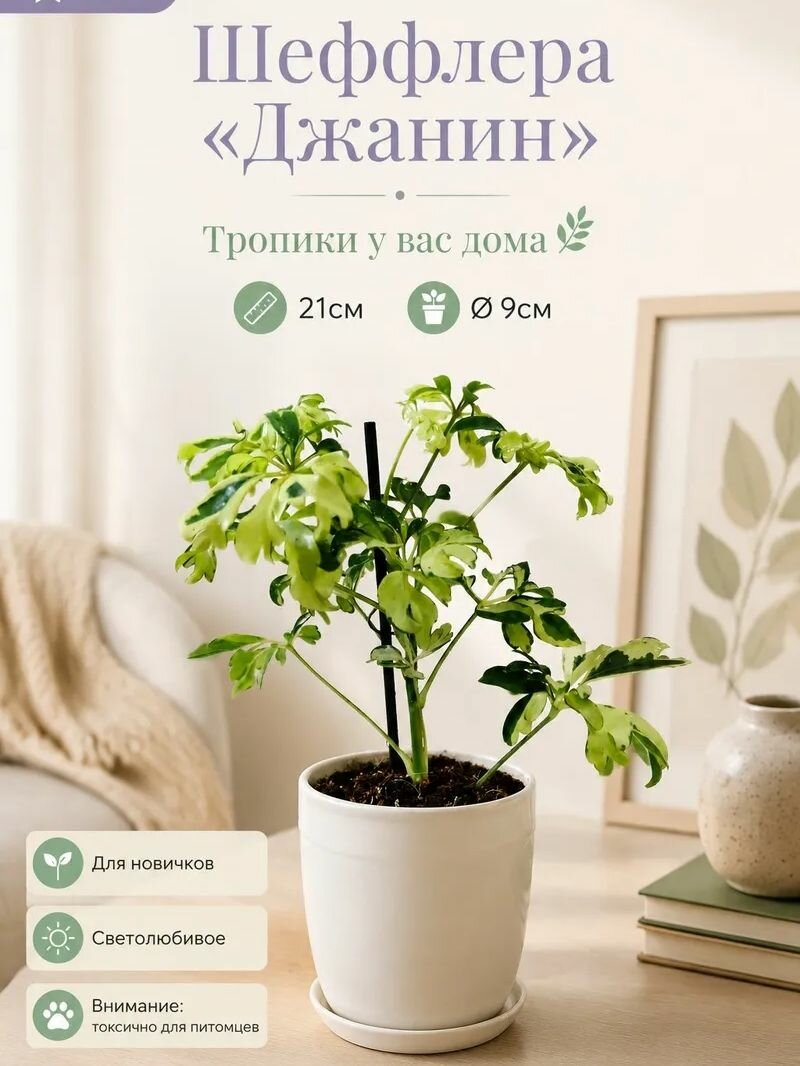 Шеффлера древовидная Джанин (Schefflera arboricola "Janine")