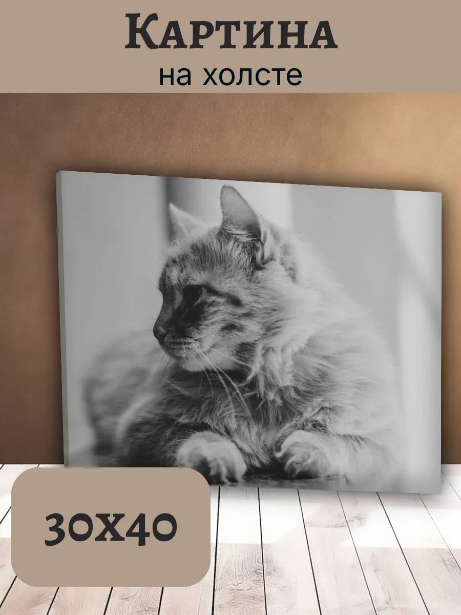 Картина Кот Кошка Cat 30x40 пушистый котенок в профиль