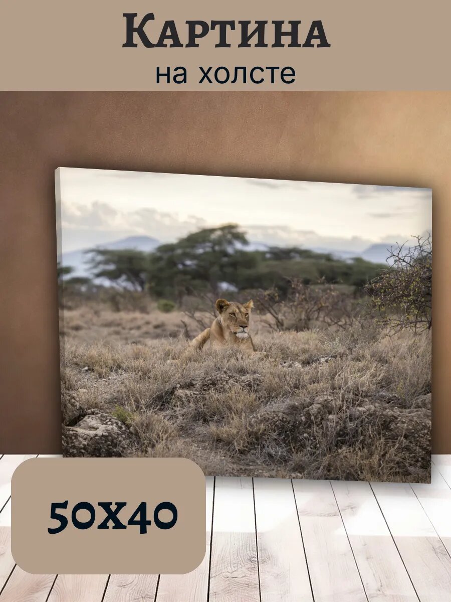 Картина Кот Кошка Cat 40x50 львица в саванне