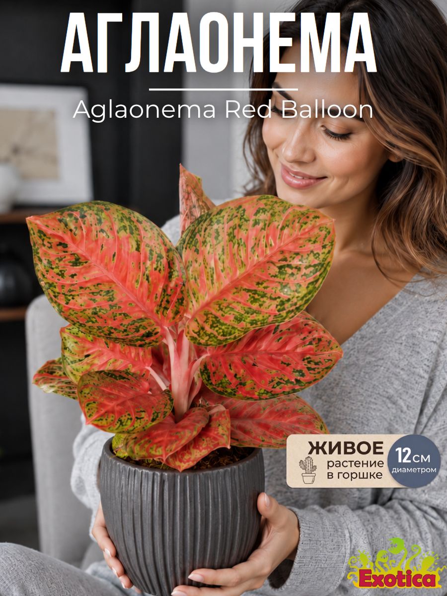 Аглаонема Ред Балун (Aglaonema Red Balloon) D12см, комнатное растение
