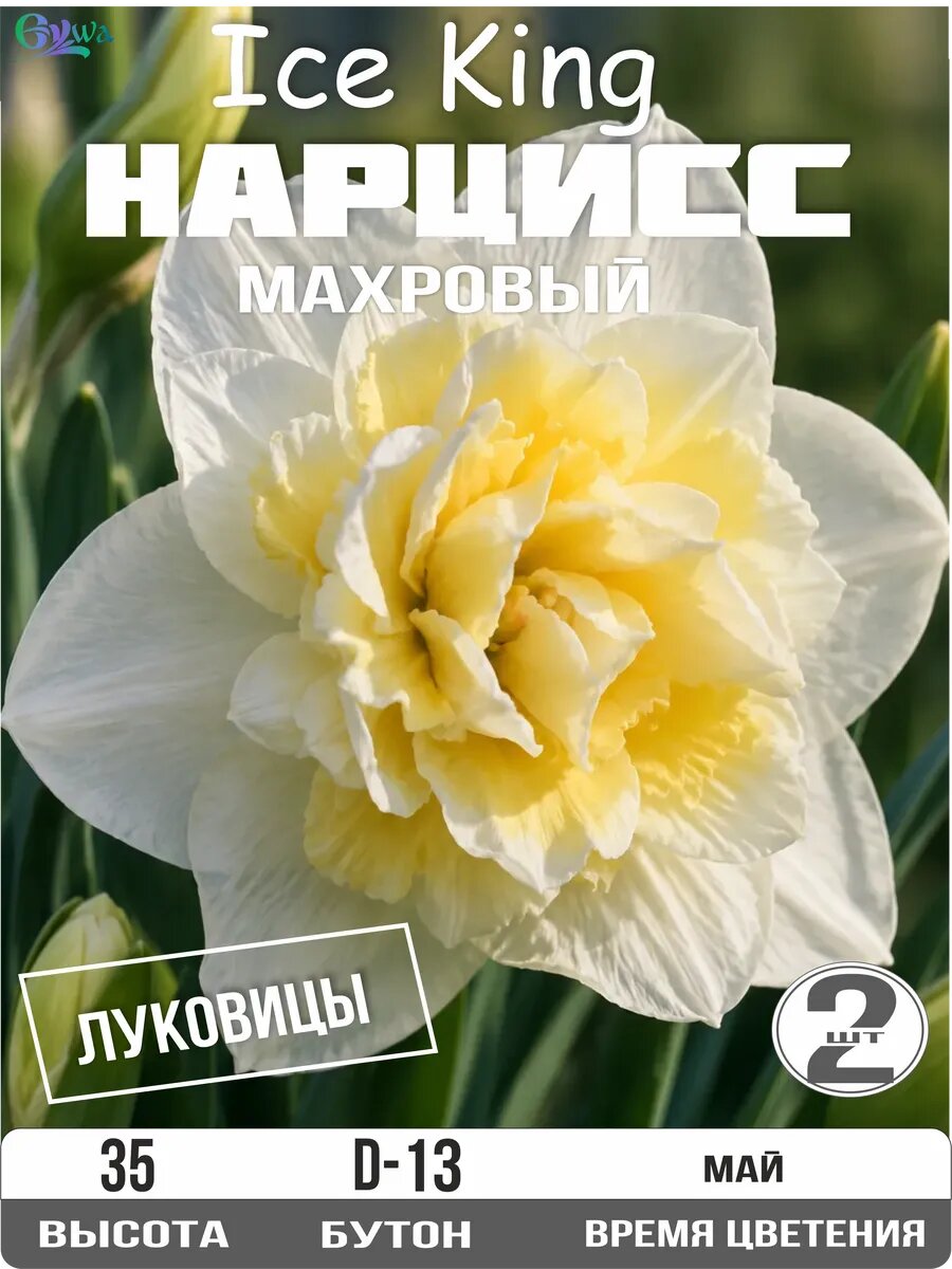 Нарцисс махровый Айс Кинг луковицы многолетние 2 шт