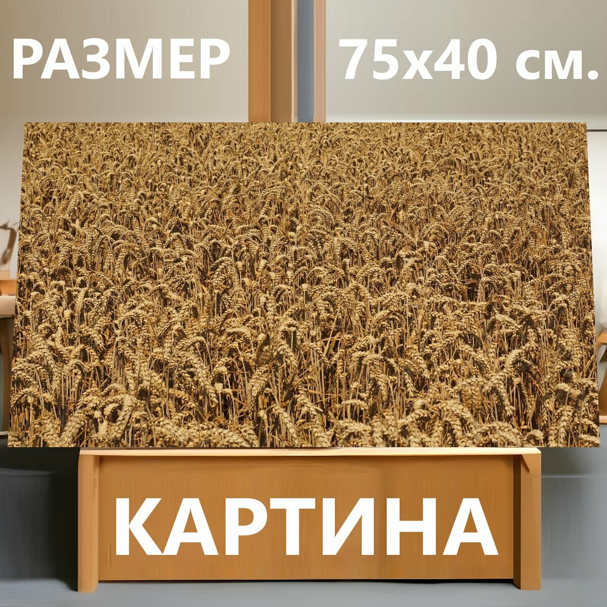 Картина на холсте "Кукурузное поле, зерновое поле, пшеничное поле" на подрамнике 75х40 см. для интерьера