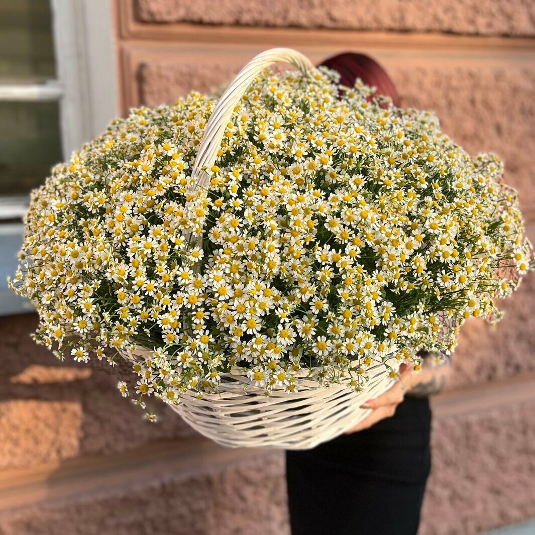 Букет из кустовых ромашек 201 шт в корзине, красивый букет цветов, шикарный, премиум цветы, премиум букет