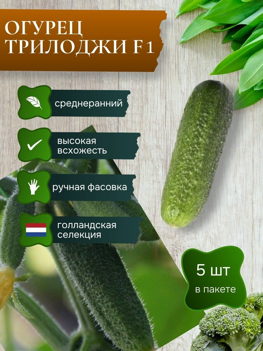 Семена огурца Трилоджи F1, раннеспелый, самоопыляемый, без горечи, 5шт