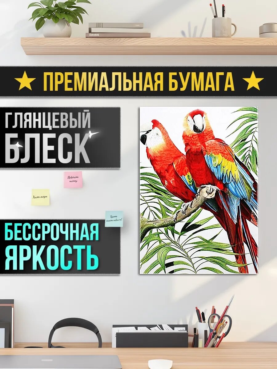Плакат постер Два попугая — фото 1