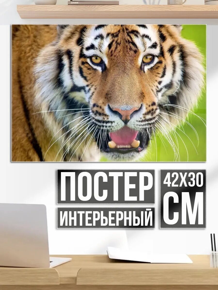 Плакат постер Грозный тигр смотрит