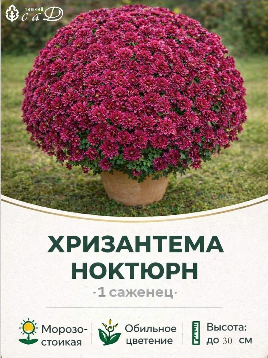 Хризантема Ноктюрн саженец ЗКС 1 шт