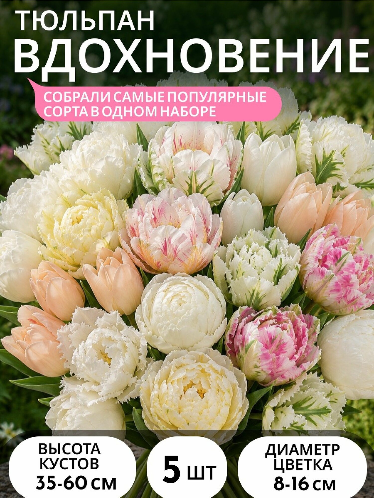 Луковицы Тюльпанов набор-микс "Вдохновение" набор 5 шт в упаковке