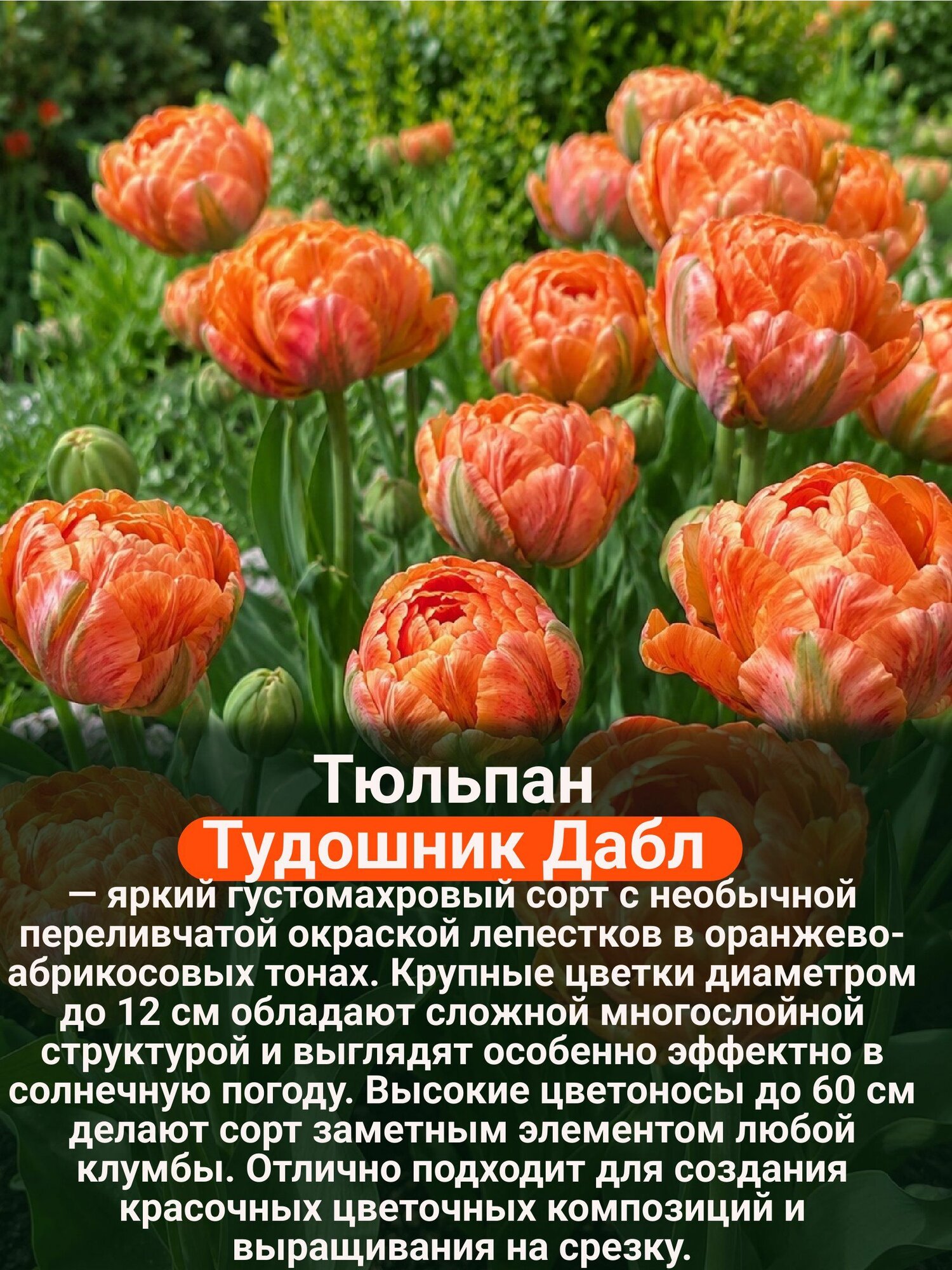 Тюльпаны густомахровые луковицы сорта "Тудошник Дабл" -7 шт. — фото 1