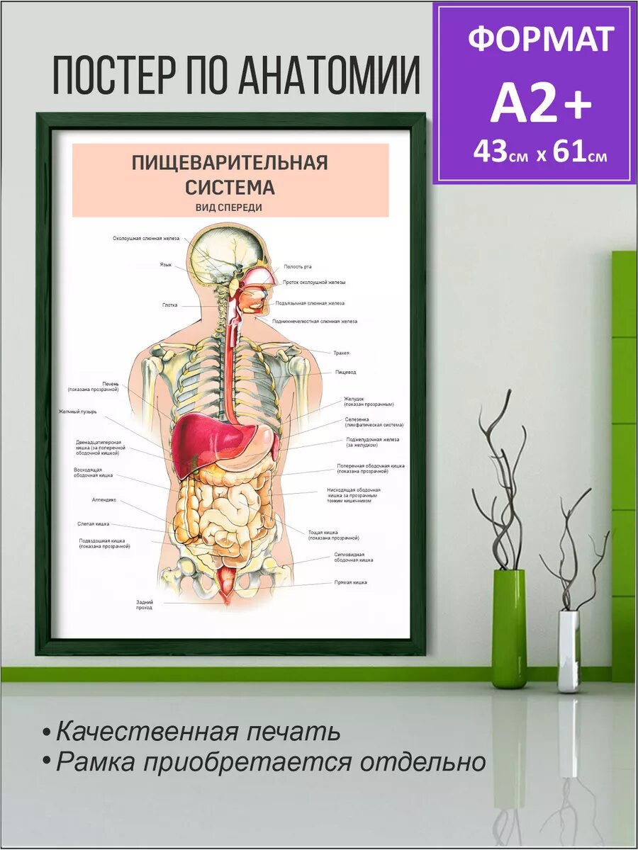Постеры А2 по анатомии, пищеварительная система