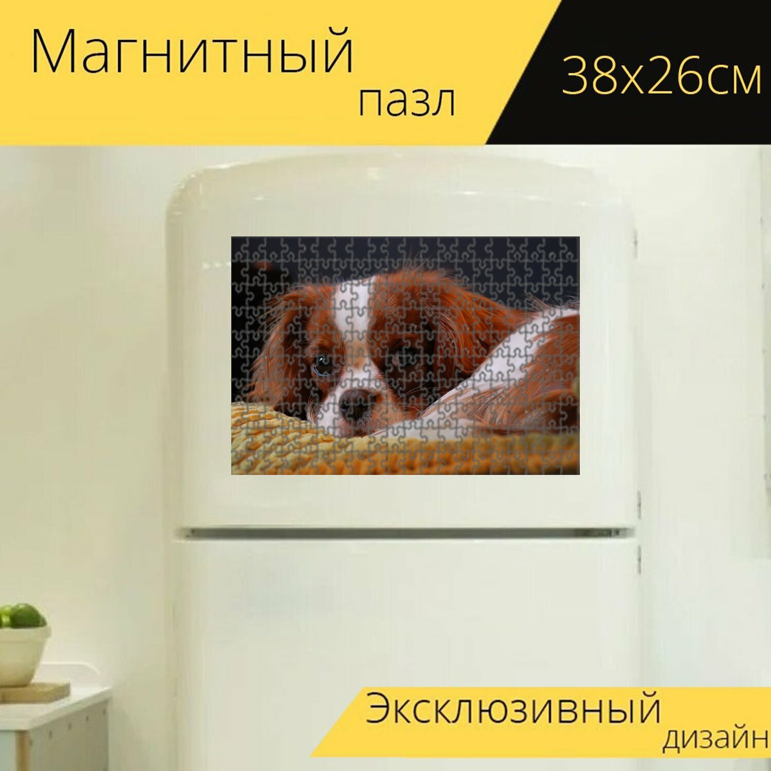 Магнитный пазл "Кавалер кинг чарльз спаниель, спаниель, собака" для интерьера, 38х26 см.