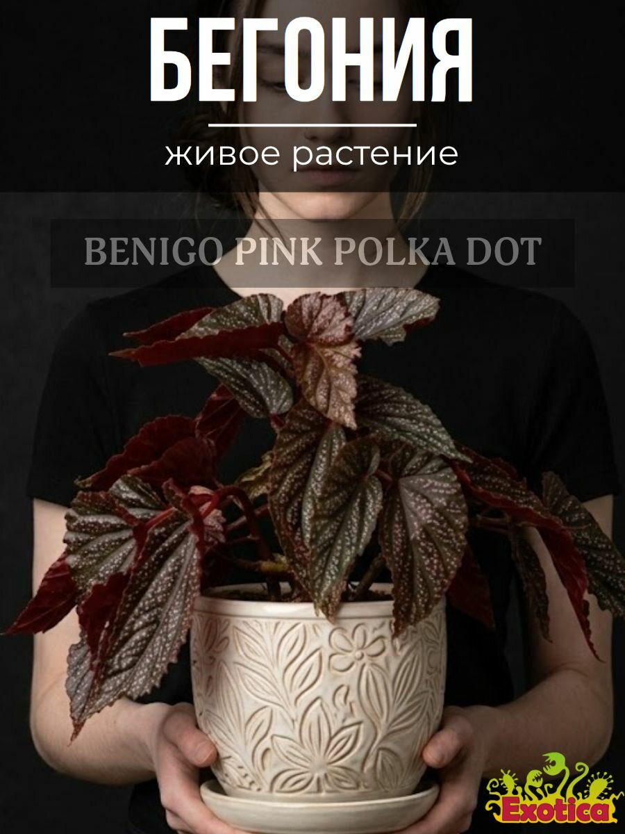 Бегония Бениго Пинк Полка Дот (Begonia Benigo Pink Polka Dot) D6см, растение в горшке