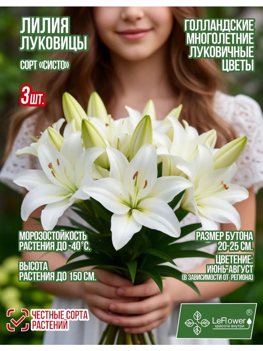 Лилия Луковица, Систо, разбор 18/20, 3 шт