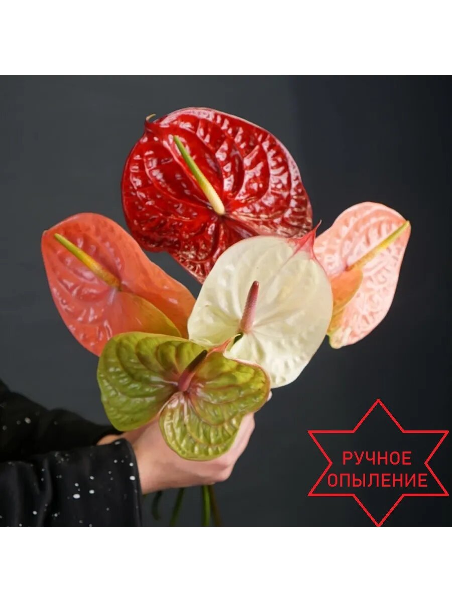 Антуриум Монако, семена — фото 1