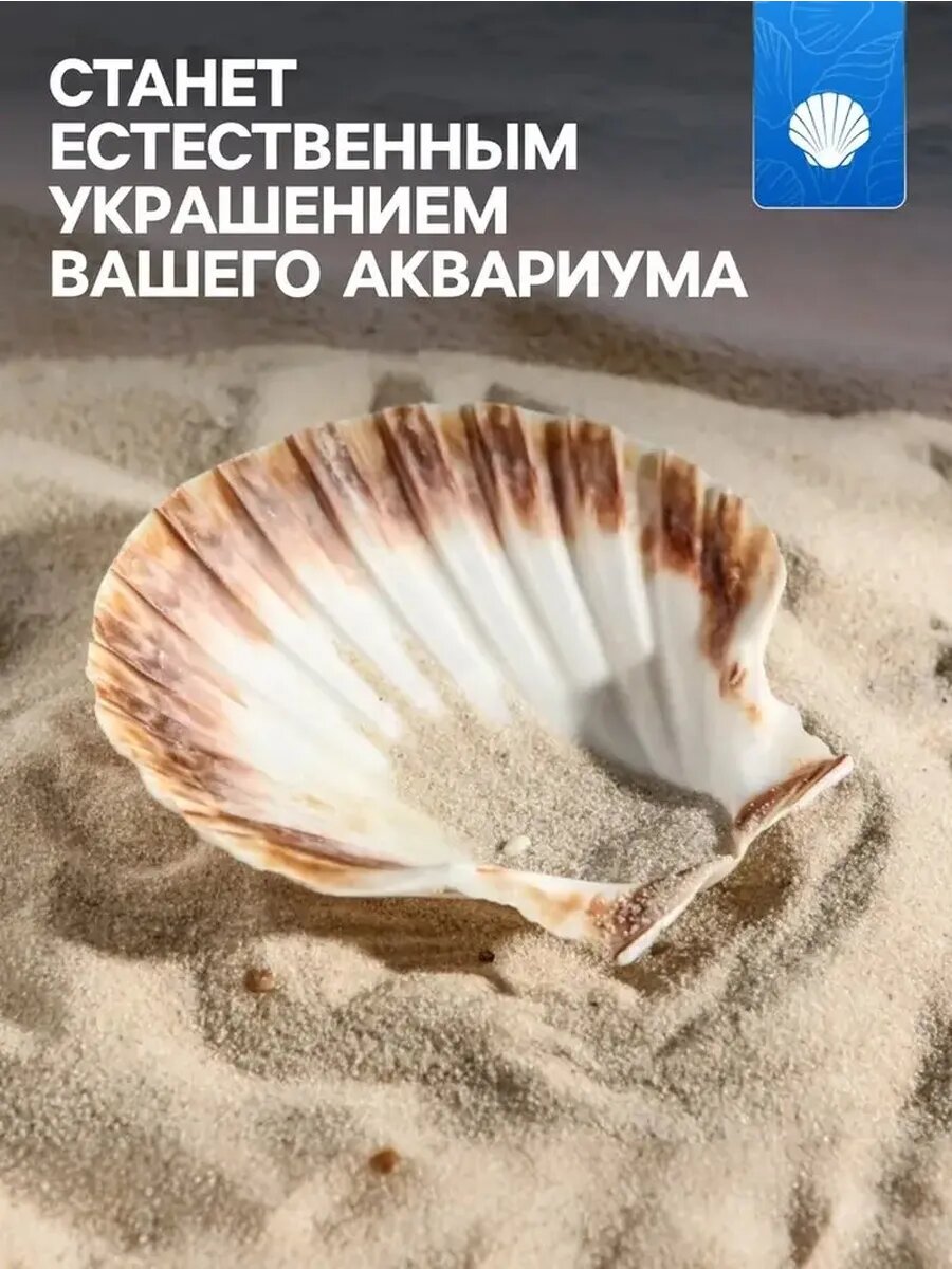 Декоративная ракушка