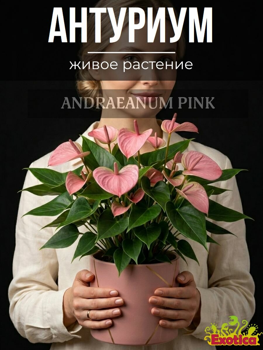 Антуриум Андре Пинк, или Розовый (Anthurium Аndraeanum Pink) D9см, растение в горшке